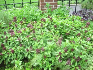 Consolation Prize | Seeds of Design